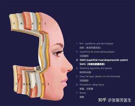什么是SMAS筋膜层为什么面部抗衰都要提到它 知乎