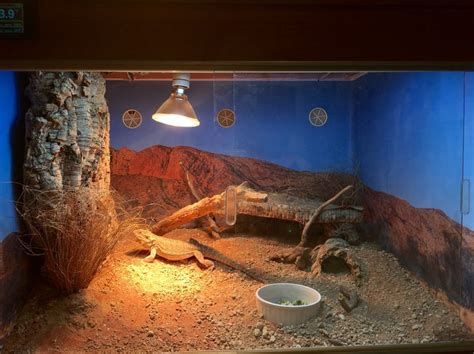 Realistic Bearded Dragon Vivarium