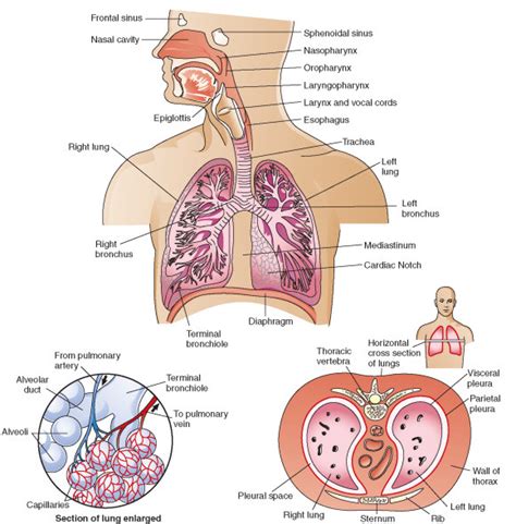 Respiratory System Josis Anatomy And Physiology