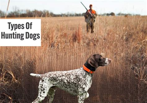 Types Of Hunting Strategies At Frank Keith Blog