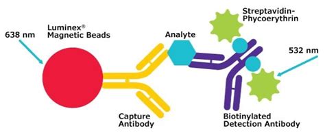Overview Of Luminex® Multiplex Assay Technology Milliplex® Multiplex