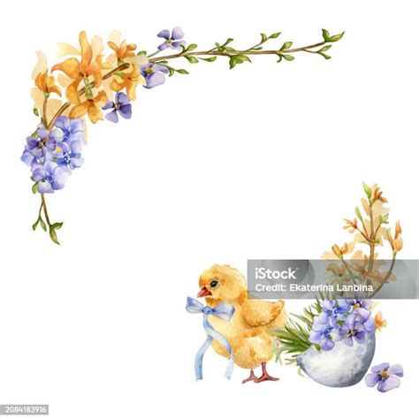 부활절 프레임 와 병아리 와 꽃 와 손 그려 노란 꽃 가지 수채화 그림입니다 달걀 껍질에 푸른 꽃이 흰색에 분리되어 있습니다 부활절 디자인을 위한 손으로 그린 봄 꽃