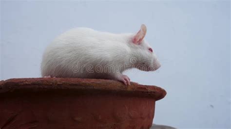 White Laboratory Mouse Mus Musculus Crawling On A Clay Pot