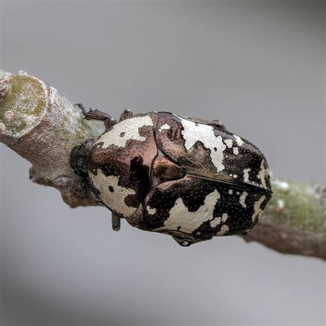 Picture Insect Protaetia Aurichalcea Protaetia Aurichalcea