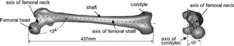 Femur Geometry Of A 50th Percentile Male Adult Download Scientific