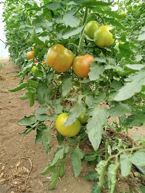 Чудната градина За заклетите любители на българското сме приготвили цели 13 непрофесионални