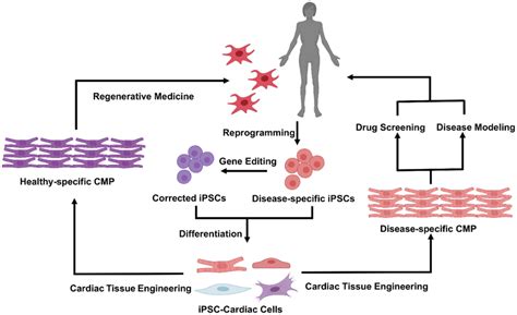 Cardiac Tissue Engineering And Its Applications Patient Specific Ipsc