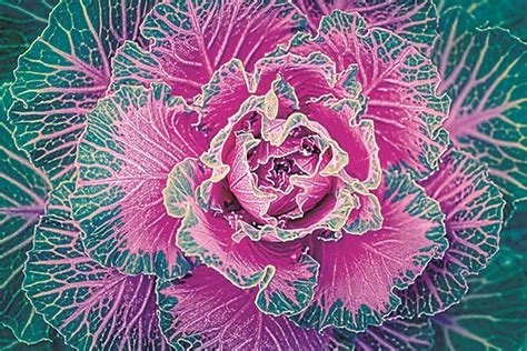 Зелевите култури са подходящи за декоративната градина Български Фермер