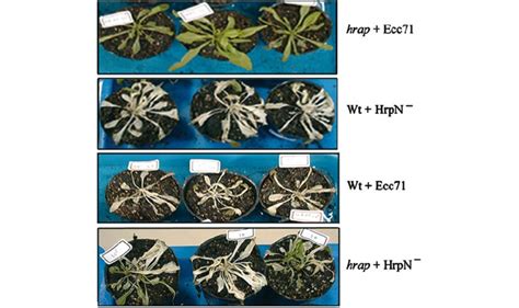 Disease Resistance Of Hrap Arabidopsis To E Carotovora Subsp Download Scientific Diagram