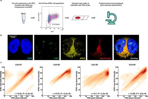 Ecdna Is Highly Accessible In Early Interphase Chromatin A Workflow To Download Scientific