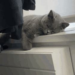Sad Cat S