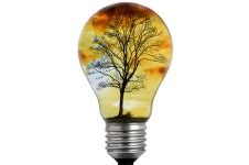 Bulb Light With Tree Free Stock Photo Public Domain Pictures
