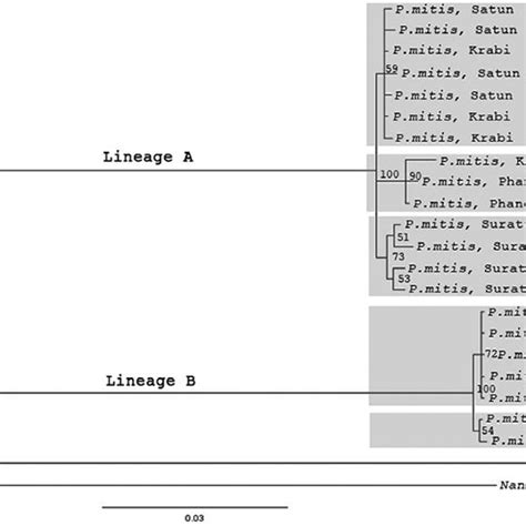 Bayesian Inference Phylogenetic Tree Based On Combined Genes Posterior
