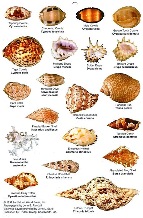 57 Best Seashell Identification Around The World Images On Pinterest