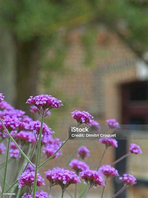 벨기에 마이세 2022년 3월 92헥타르 규모의 웅장한 메이즈 식물원 방문 0명에 대한 스톡 사진 및 기타 이미지 0명