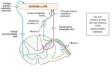 Spinocerebellar Pathways Tracts Of Spinal Cord And Brainstem