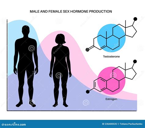 Testosterone Estrogen Progesterone Male And Female Sex Hormones Structural Chemical Formula