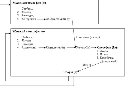 Цикл развития листостебельного мха на примере мха кукушкин лен