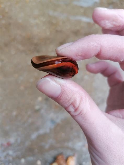 Nut Identification Found In Thailand Rplantidentification