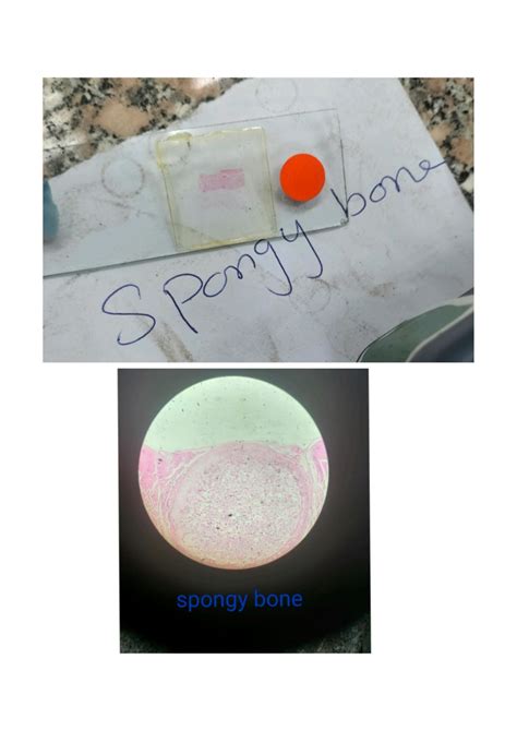 Solution Microscopic Slides Histology Studypool