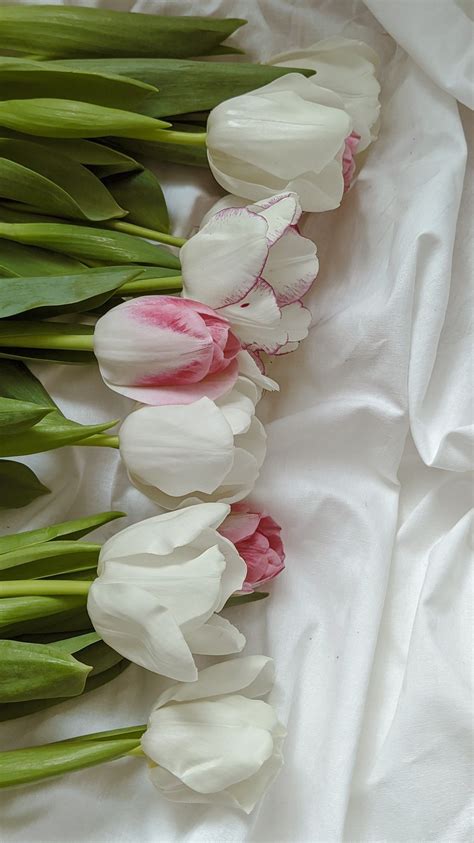 Тюльпаны Fioristi