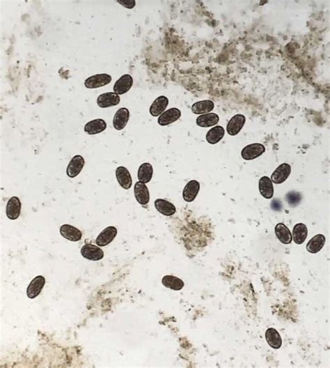 The Importance Of Fecal Testing Veterinary Practice News