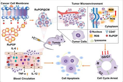 Schematic Illustration Of Engineering Cancer Cell Membrane Camouflaged Download Scientific