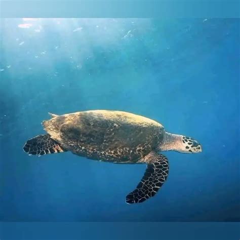 පරවි දූපත Srilanka 🇱🇰 Travelingplaces Beacbside 🌱 Youtube