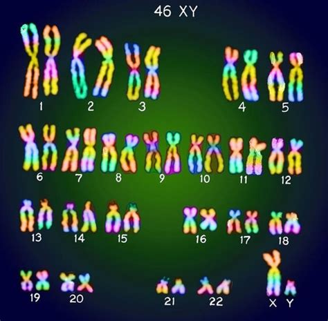 Biology Chapter 15 Flashcards Quizlet