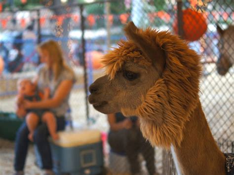 Best Pumpkin Patches In Los Angeles For Halloween Fun