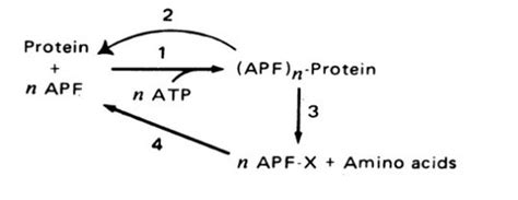 Intracellular Protein Degradation Ubiquitin Mediated Degradation Flashcards Quizlet