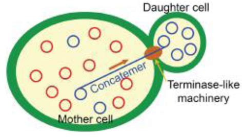 Genes Special Issue Gene Conversion In Duplicated Genes