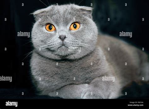 Grey British Shorthair Cat