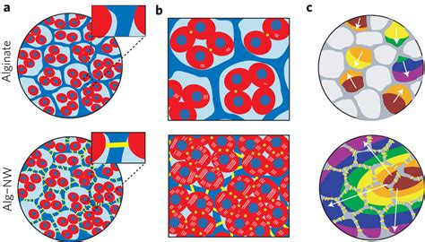 Schematic Overview Of Three Dimensional Nanowire Cardiac Tissue A Download Scientific Diagram