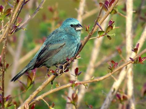 Azulinho Criadores Filhotes Preços Aves Legalizadas