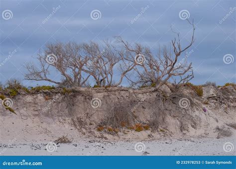Trees In Danger Of Erosion Stock Image Image Of Rock 232978253
