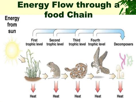 Ppt Chapter 4 Powerpoint Presentation Free Download Id 5422694
