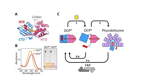 Structure And Function Of Ocp A Crystal Structure Of Ocp From Download Scientific Diagram