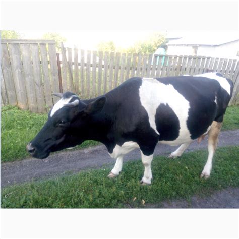 Продам корову купити корову — Agro Ukraine