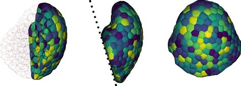 Mosaic Mathematical Modeling Of Developmental Biology