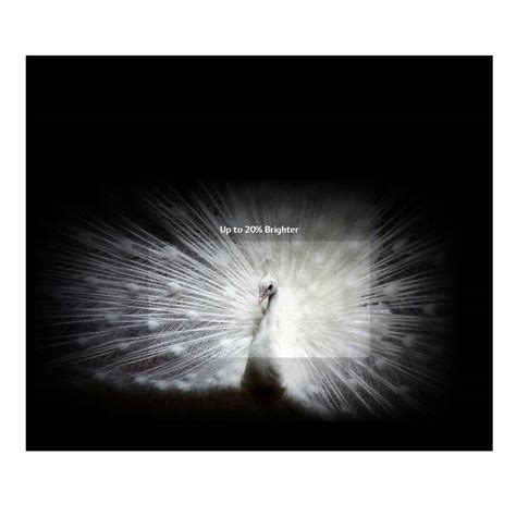 Lg C Inches Evo Oled Tv Buy Appliances Online