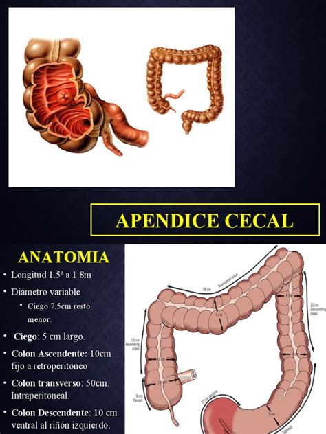 Apéndice Cecal Función La Función Evolutiva Del Apéndice Arau