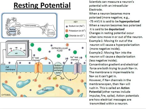 Resting Potential Action Potential