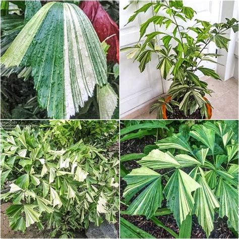 Семена тропических растений экзотические комнатные растения Adeniumland