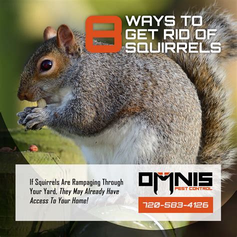 Ways To Get Rid Of Squirrels Blog Omnis Pest Control