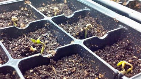 10 Steps To Growing Sensational Cannabis Seedlings Greenhouse Grower