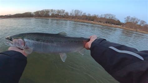 They Were Hungry For Slow Retrieve Cleos Tonight Rsteelhead