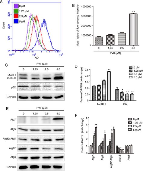 Figure 3 From Polyphyllin Vii Induces Apoptosis And Autophagy Via