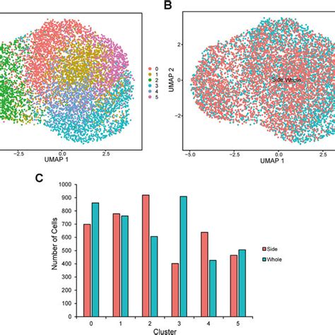 Single Cell RNA Sequencing Did Not Reveal Differences In Gene Download Scientific Diagram