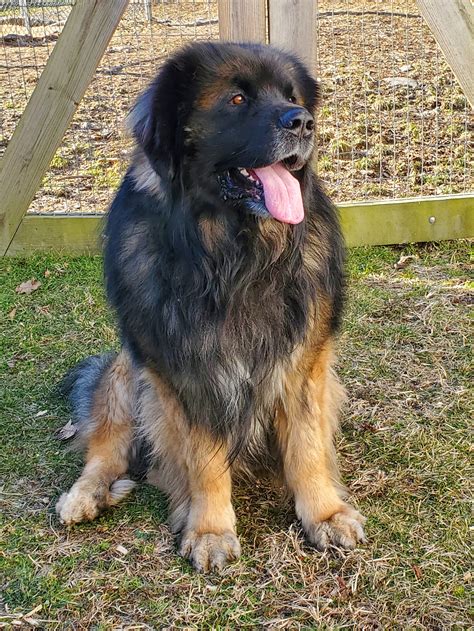 Leonberger Puppies